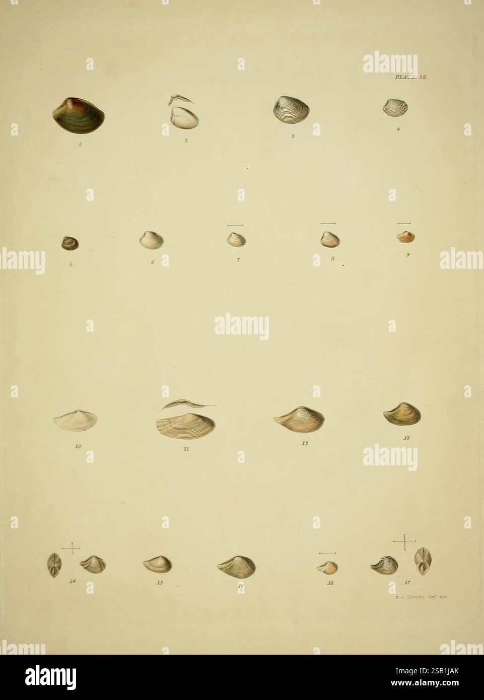 Nucula castrensis hi-res stock photography and images - Alamy