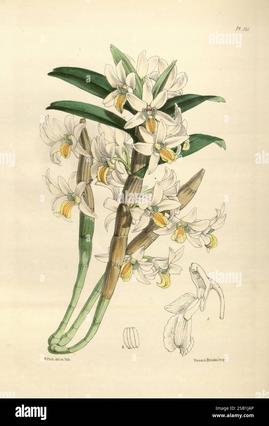 Sturdy stems supporting hi-res stock photography and images - Alamy