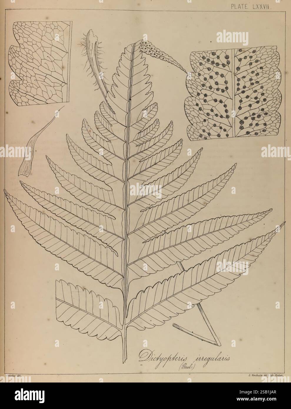 Elongated pinnae hi-res stock photography and images - Alamy