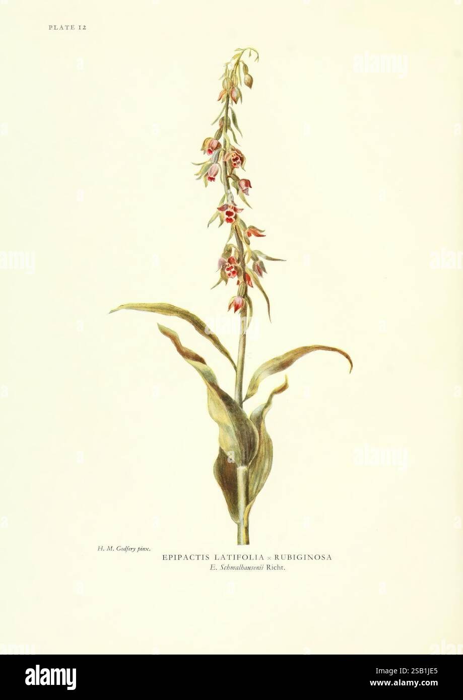 Epipactis latifolia x rubiginosa hi-res stock photography and images ...