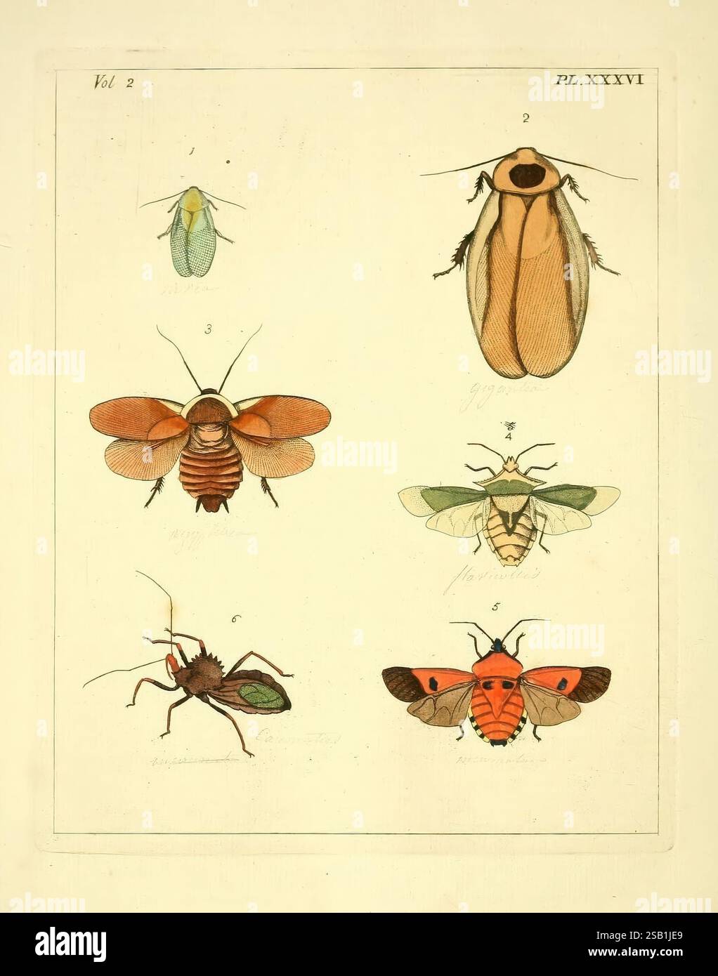 Brown cockroach exhibits hi-res stock photography and images - Alamy