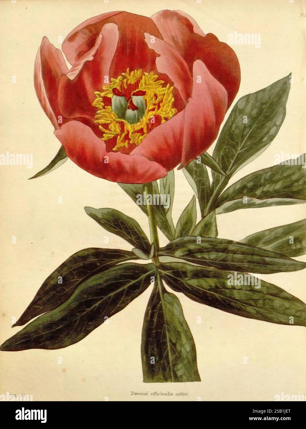 The, botanical, cabinet, London, John, and, Arthur, Arch, 1817-1833, A ...