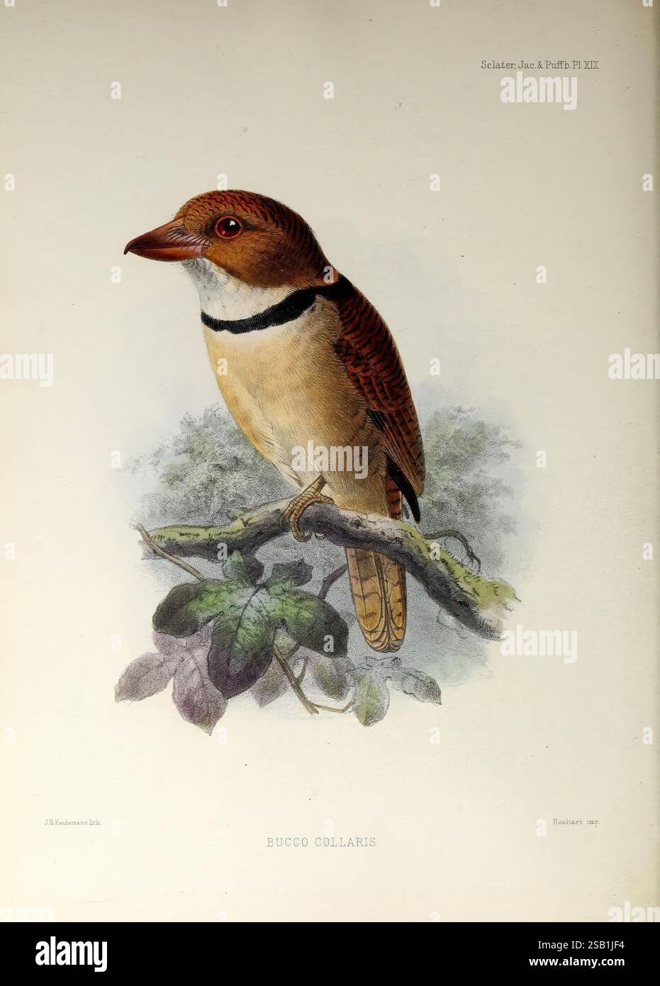 A monograph of the jacamars and puff-birds, or families Galbulidae and ...