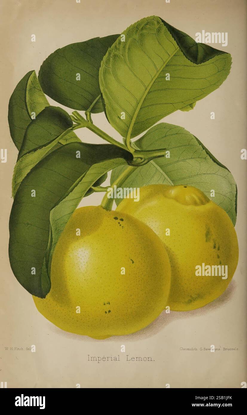 Prominent dimples hi-res stock photography and images - Alamy