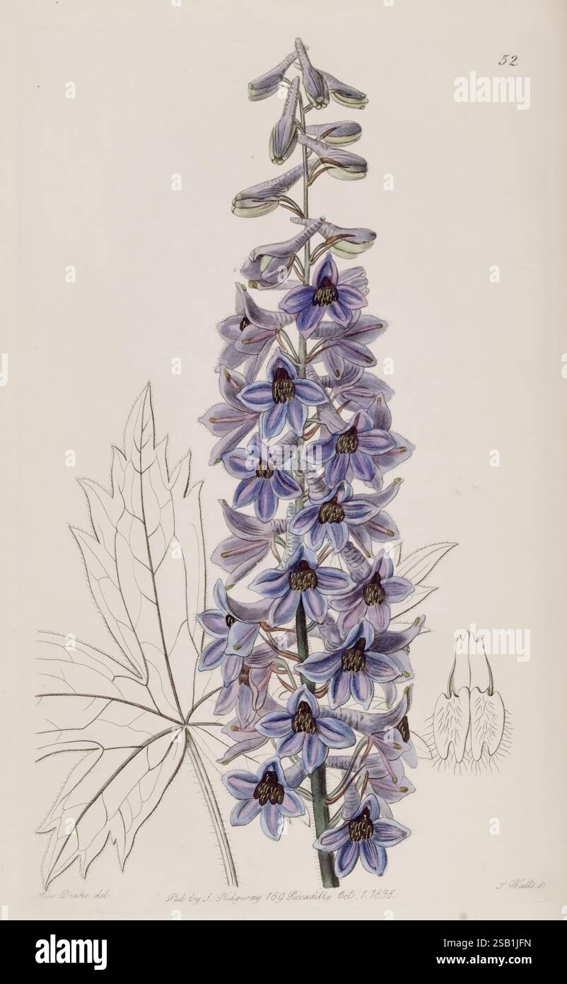 Plant introduction plants ornamental 11 sarah ann drake 2 women hi-res ...