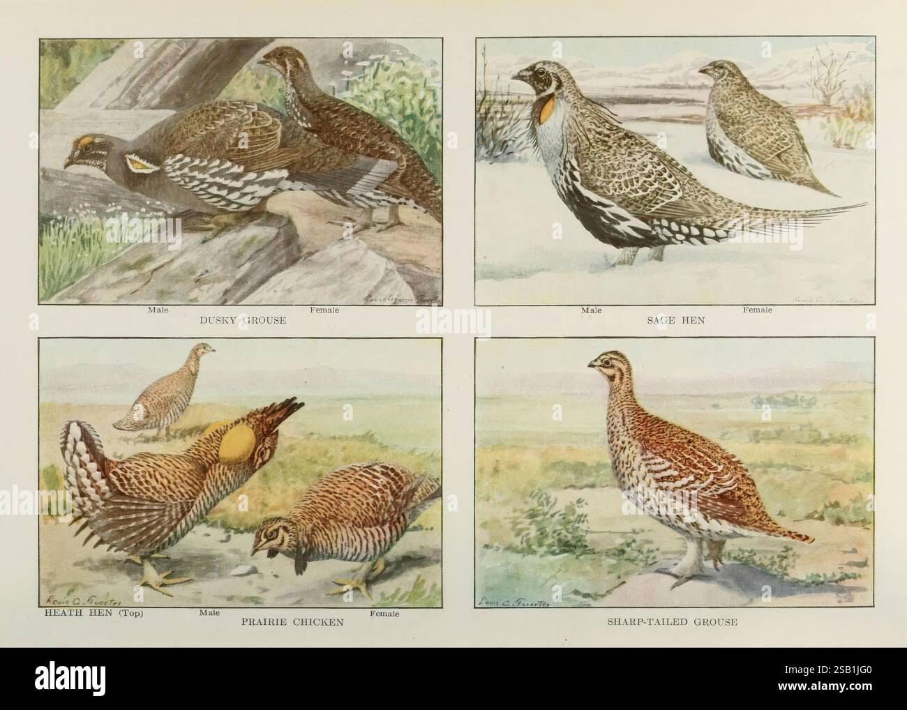 Own distinctive characteristics hi-res stock photography and images - Alamy