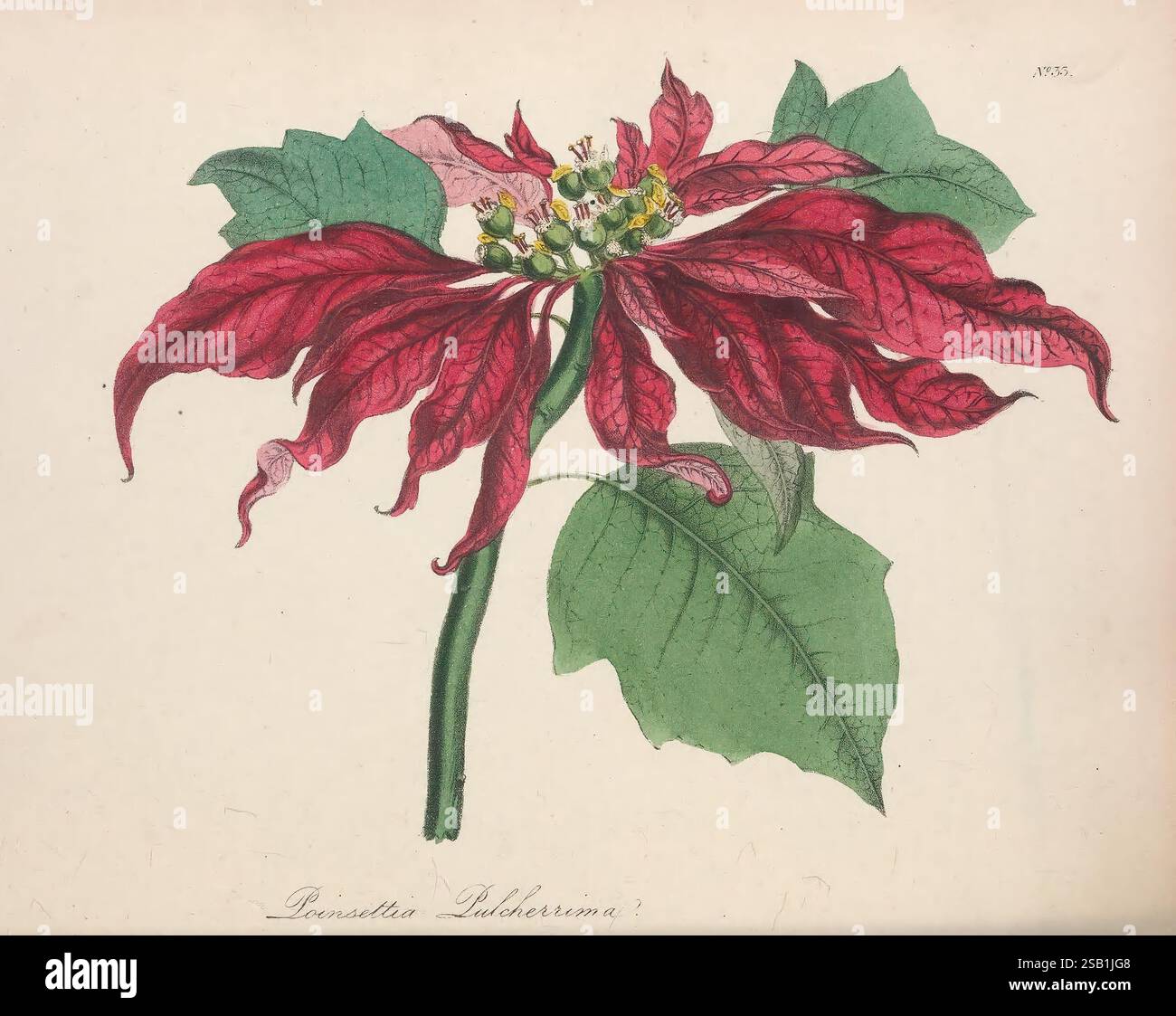 The Floral Cabinet and Magazine of Exotic Botany London, William Smith ...
