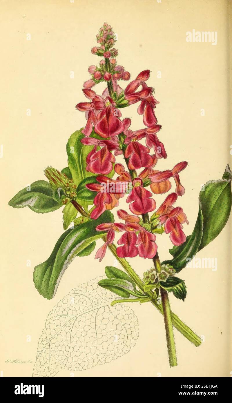 Translucent structure captures hi-res stock photography and images - Alamy