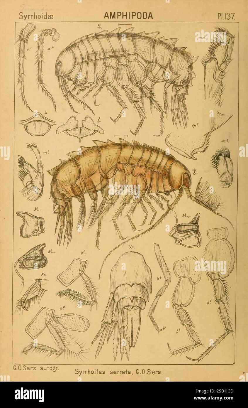 An account of the Crustacea of Norway Christiania A. Cammermeyer 1895 ...