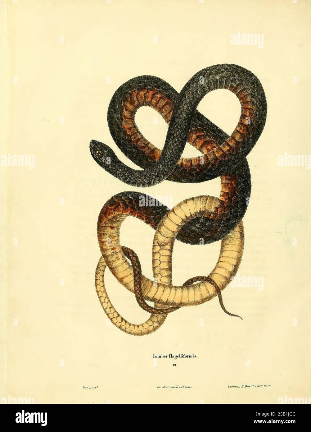 North American, herpetology Philadelphia, J. Dobson, 1836-1840 ...