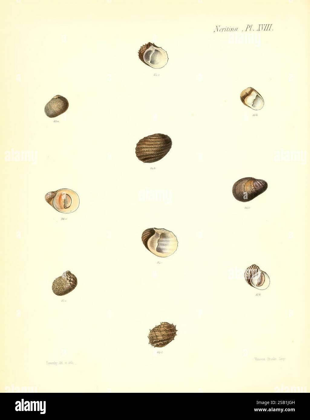 Conchologia iconica, Illustrations of the shells of molluscous animals ...