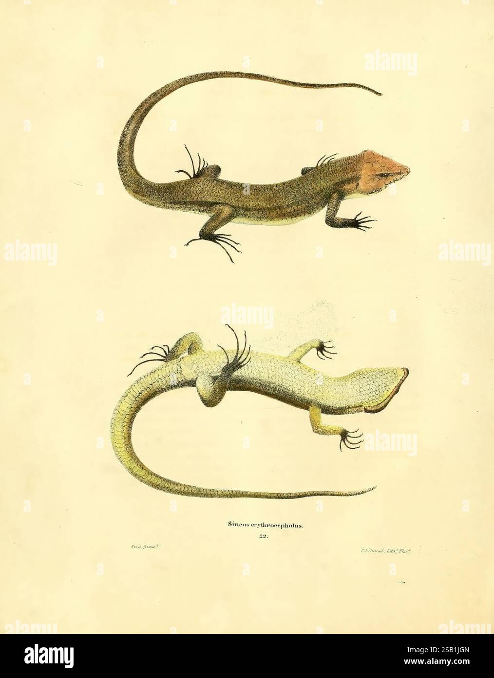 North American herpetology, volume 2, Philadelphia, J. Dobson, 1836 ...