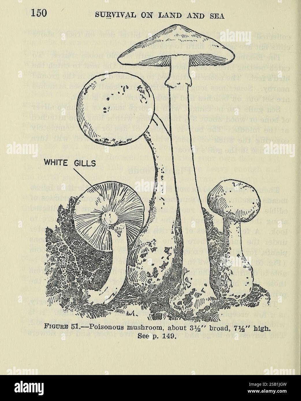 Recognizing different mushroom varieties hi-res stock photography and ...