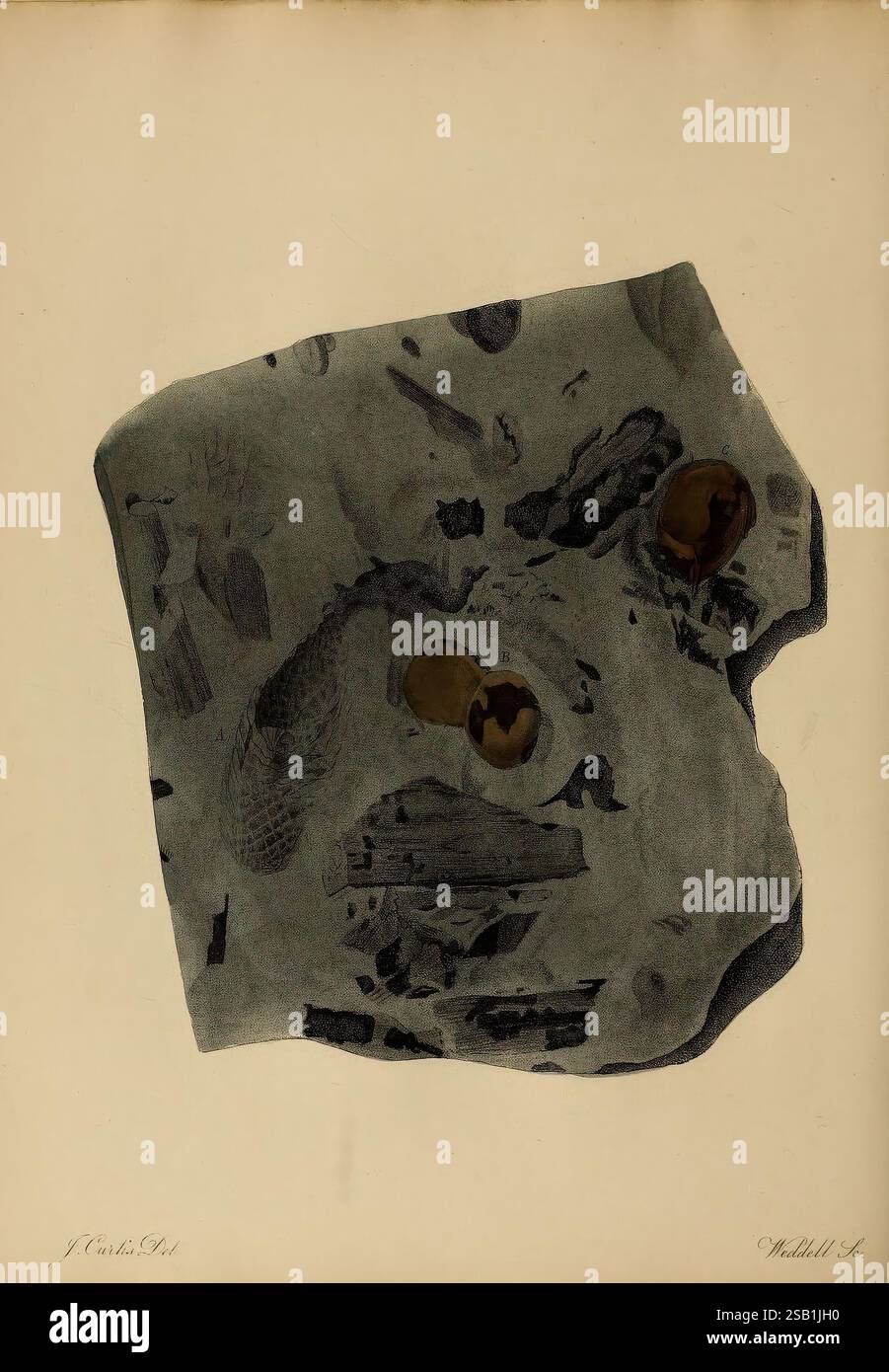 A pictorial atlas of fossil remains 1850, paleontology, pictorial works ...