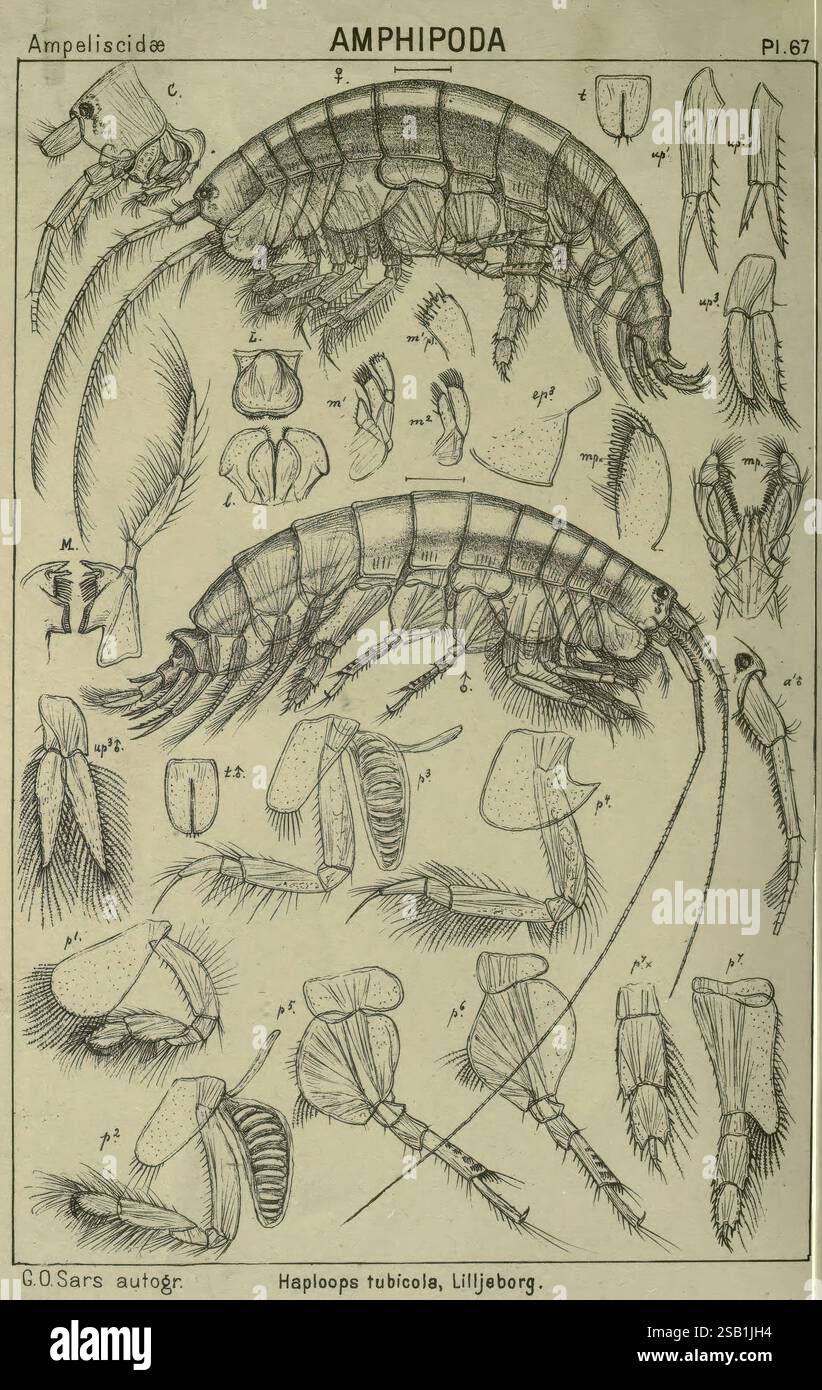 Amphipods morphology hi-res stock photography and images - Alamy