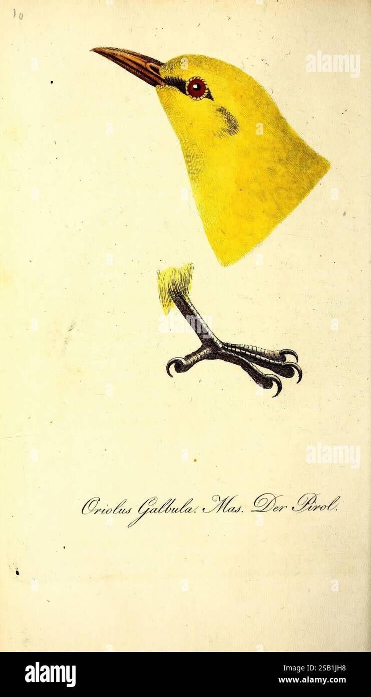 Subtle red ring hi-res stock photography and images - Alamy