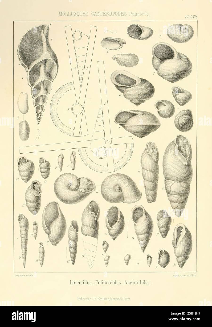 Pictorial shell guides hi-res stock photography and images - Alamy
