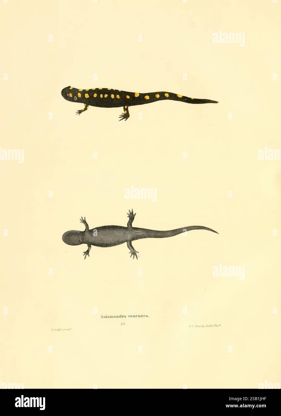 North American, herpetology, Philadelphia, J. Dobson, 1836-1840, United ...