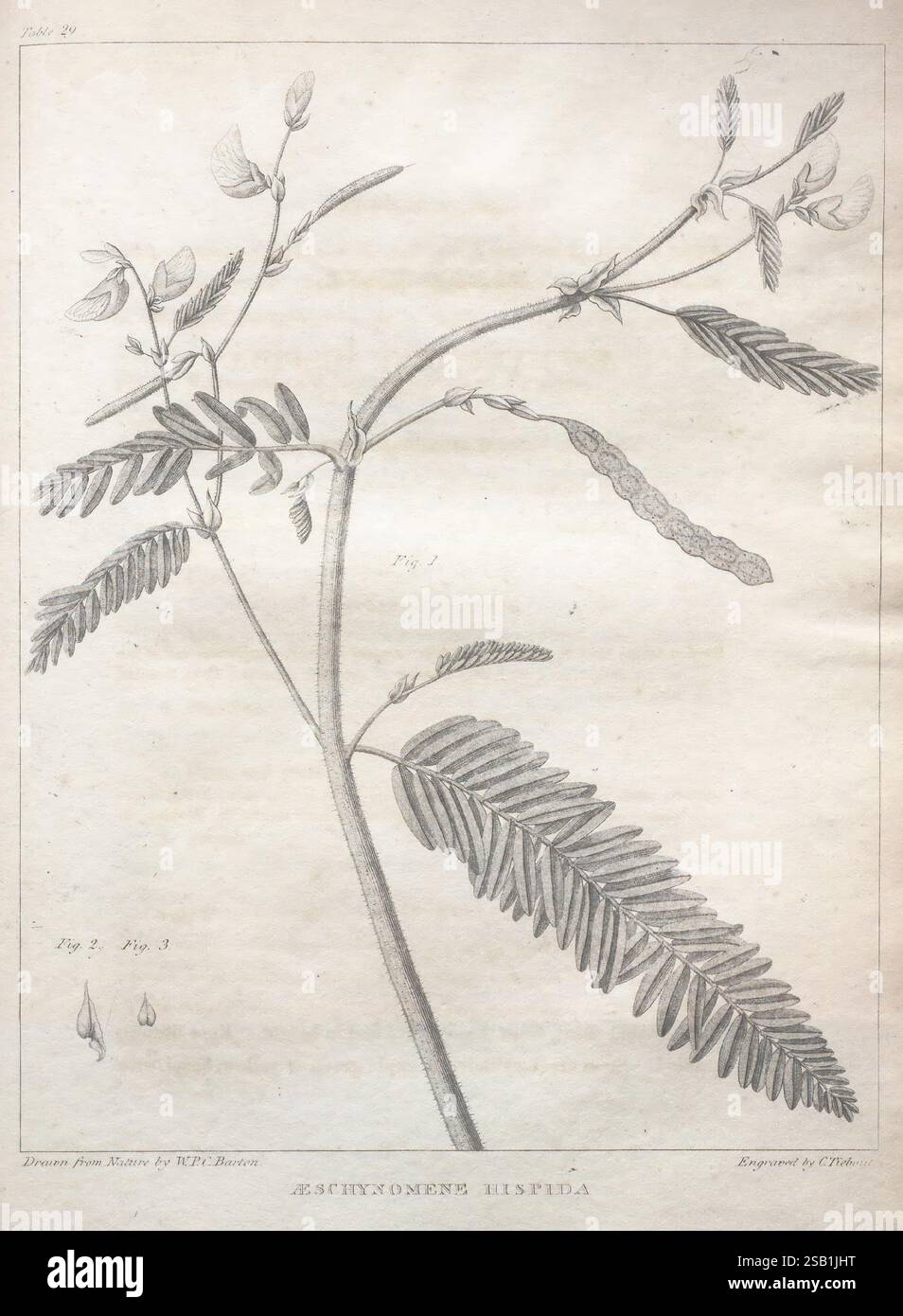 A flora of North America, Philadelphia, M. Carey & Sons, 1821-23, North ...