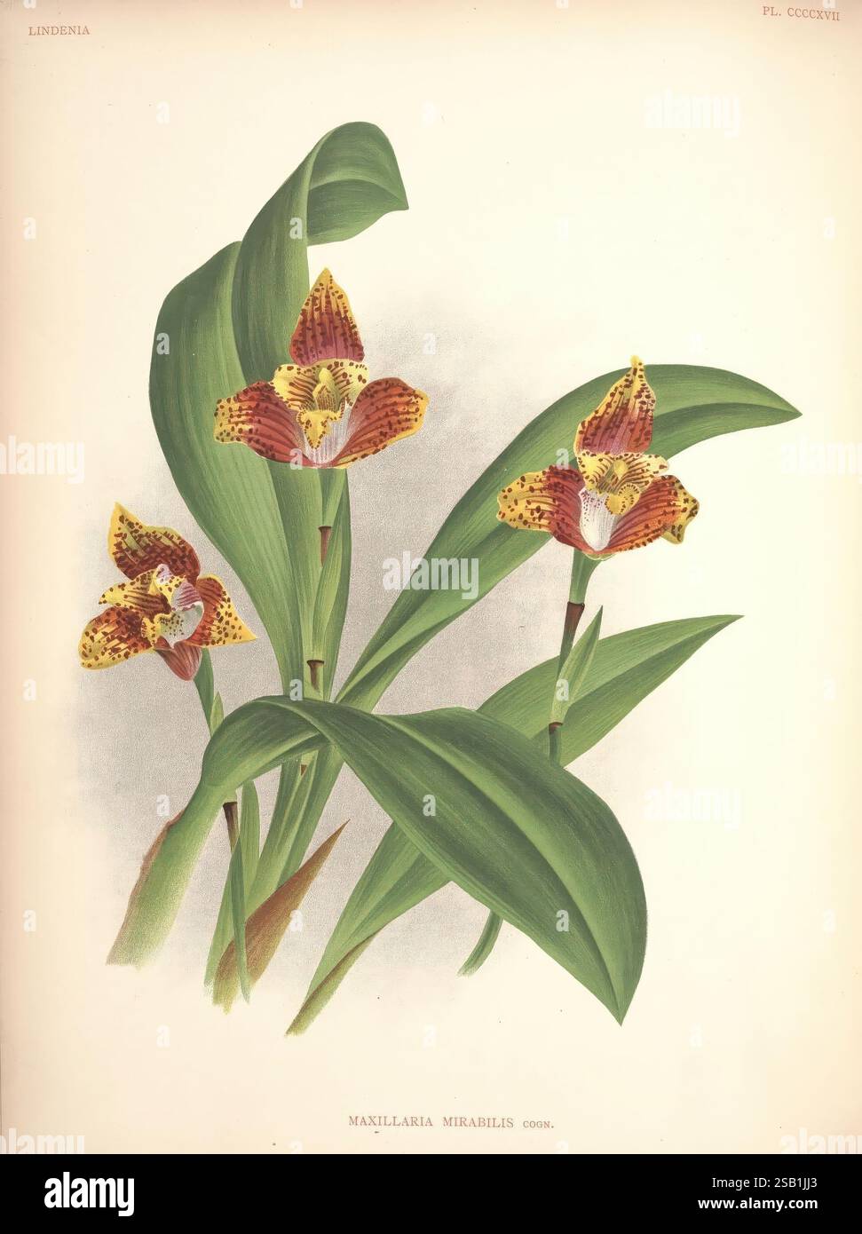 Feature bold markings hi-res stock photography and images - Alamy