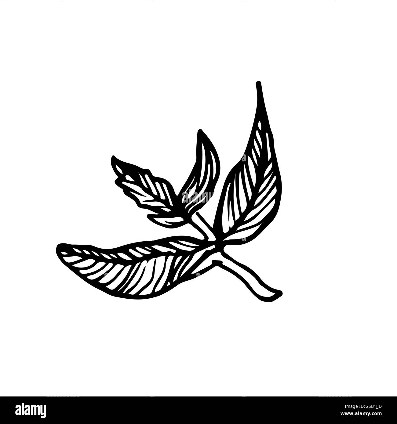 Intricate contours Black and White Stock Photos & Images - Alamy