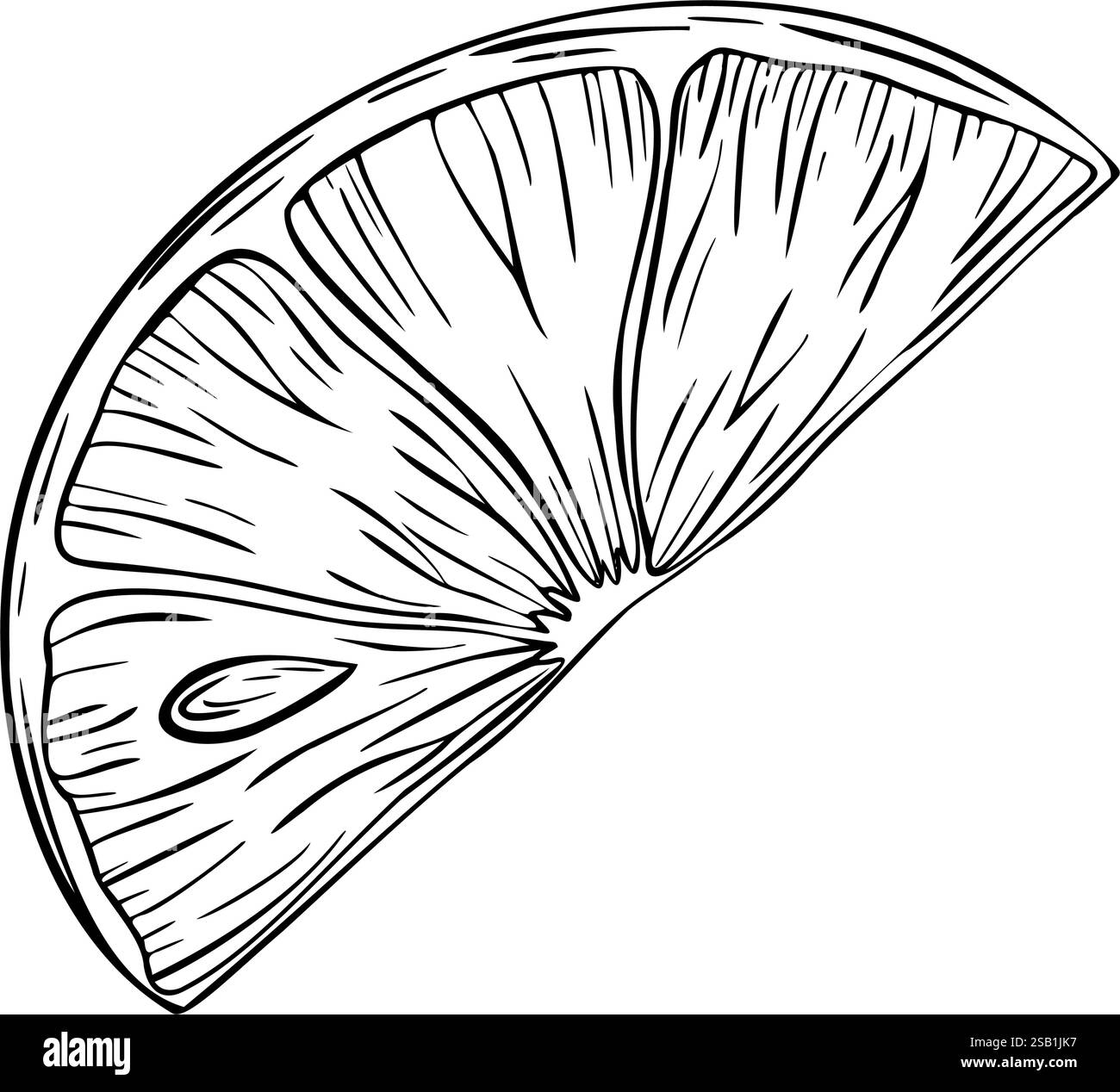 A detailed outline of a slice lemon or lime highlighting its segmented ...