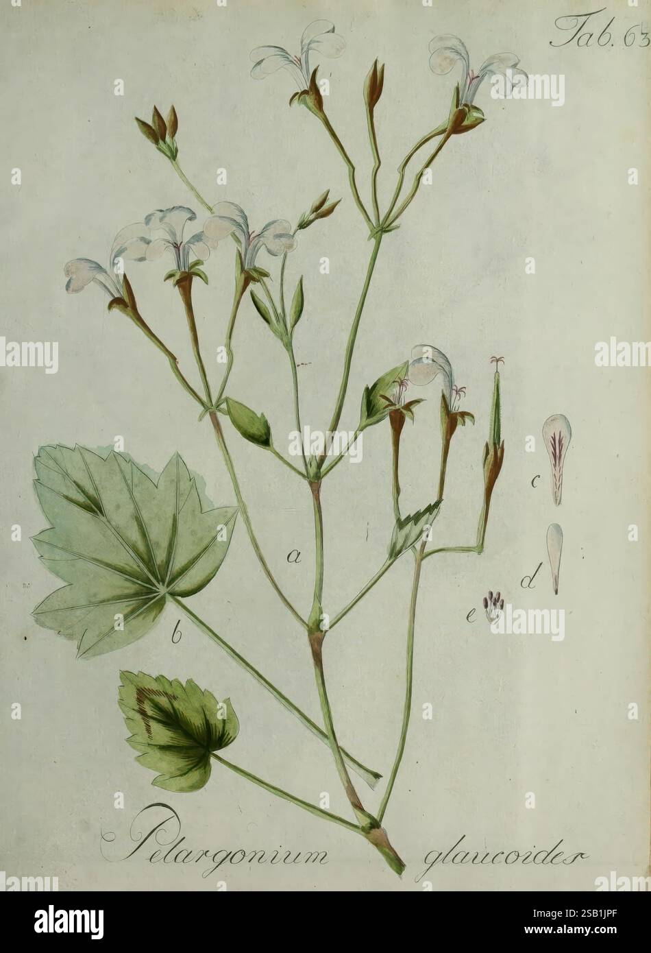 Collectio plantarum tam exoticarum, quam indigenarum, cum delineatione ...