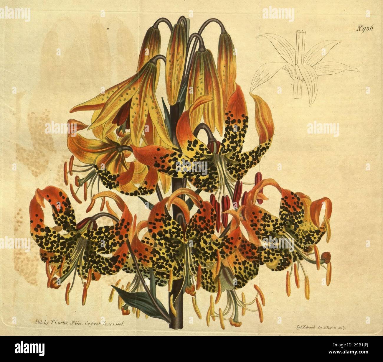 Curtis's Botanical Magazine London New York Botany Periodicals ...