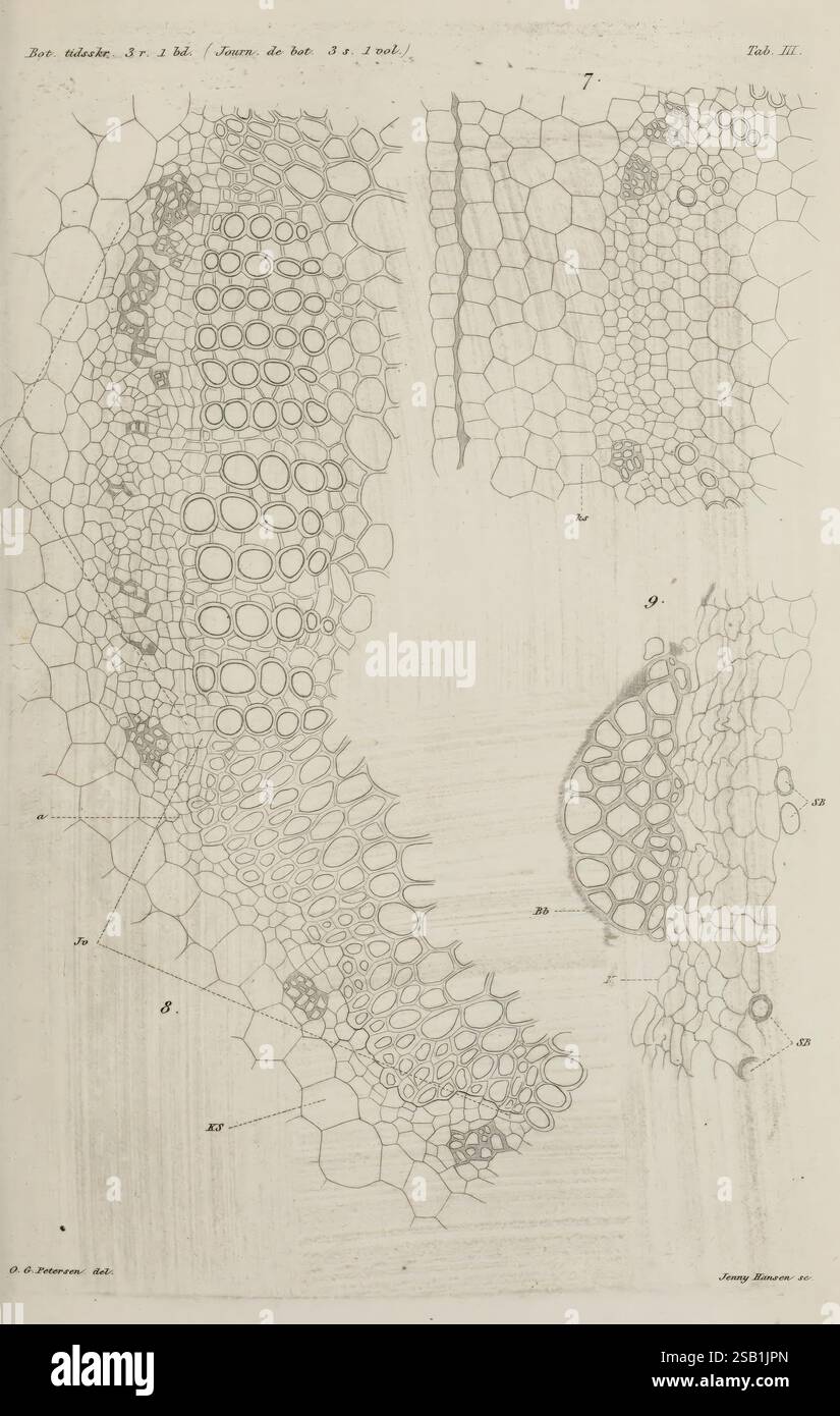 Overlapping cellular structures hi-res stock photography and images - Alamy