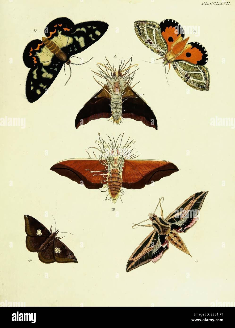 Striking creature displays hi-res stock photography and images - Alamy