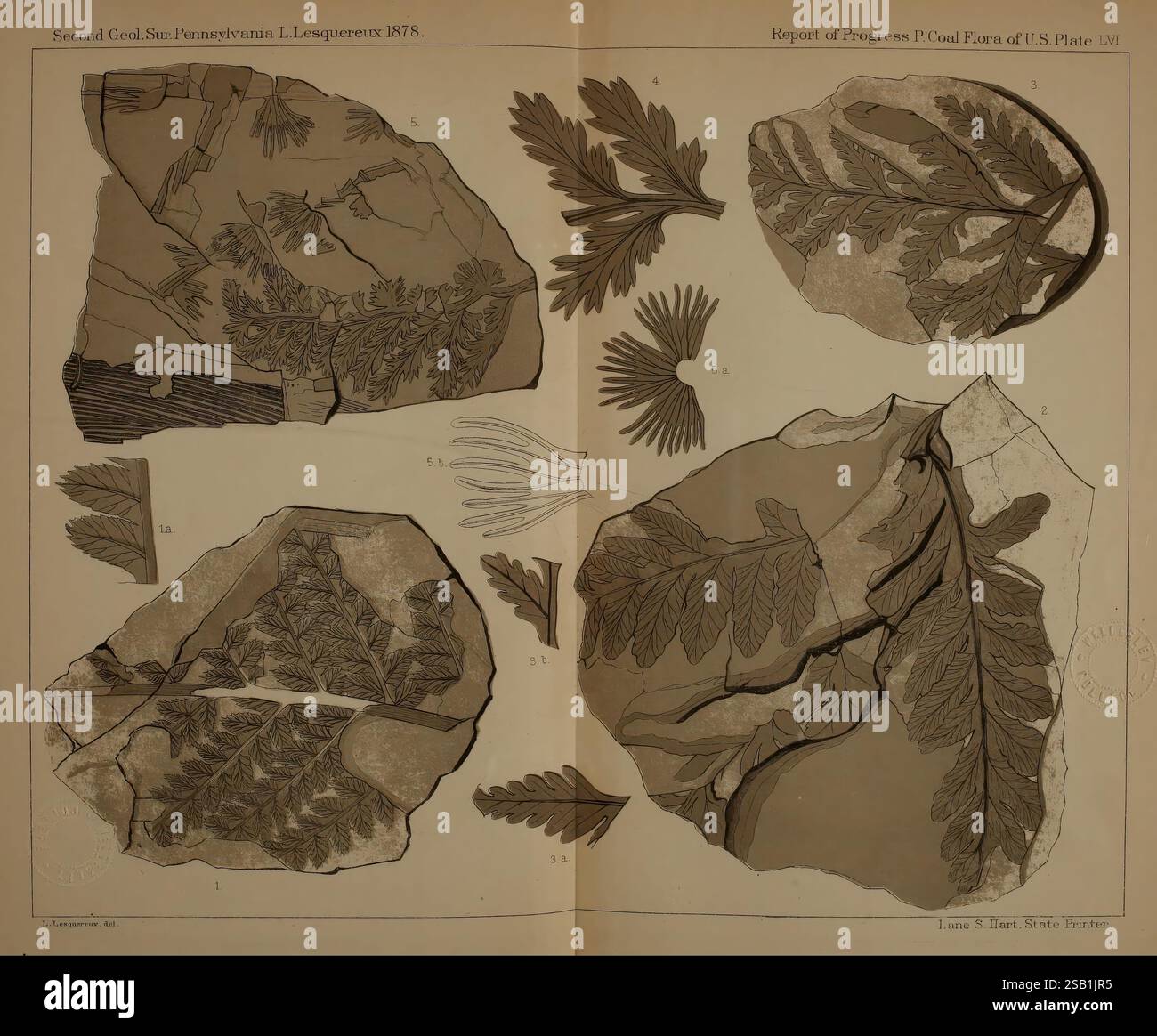 Illustration displays various fossilized plant specimens hi-res stock ...