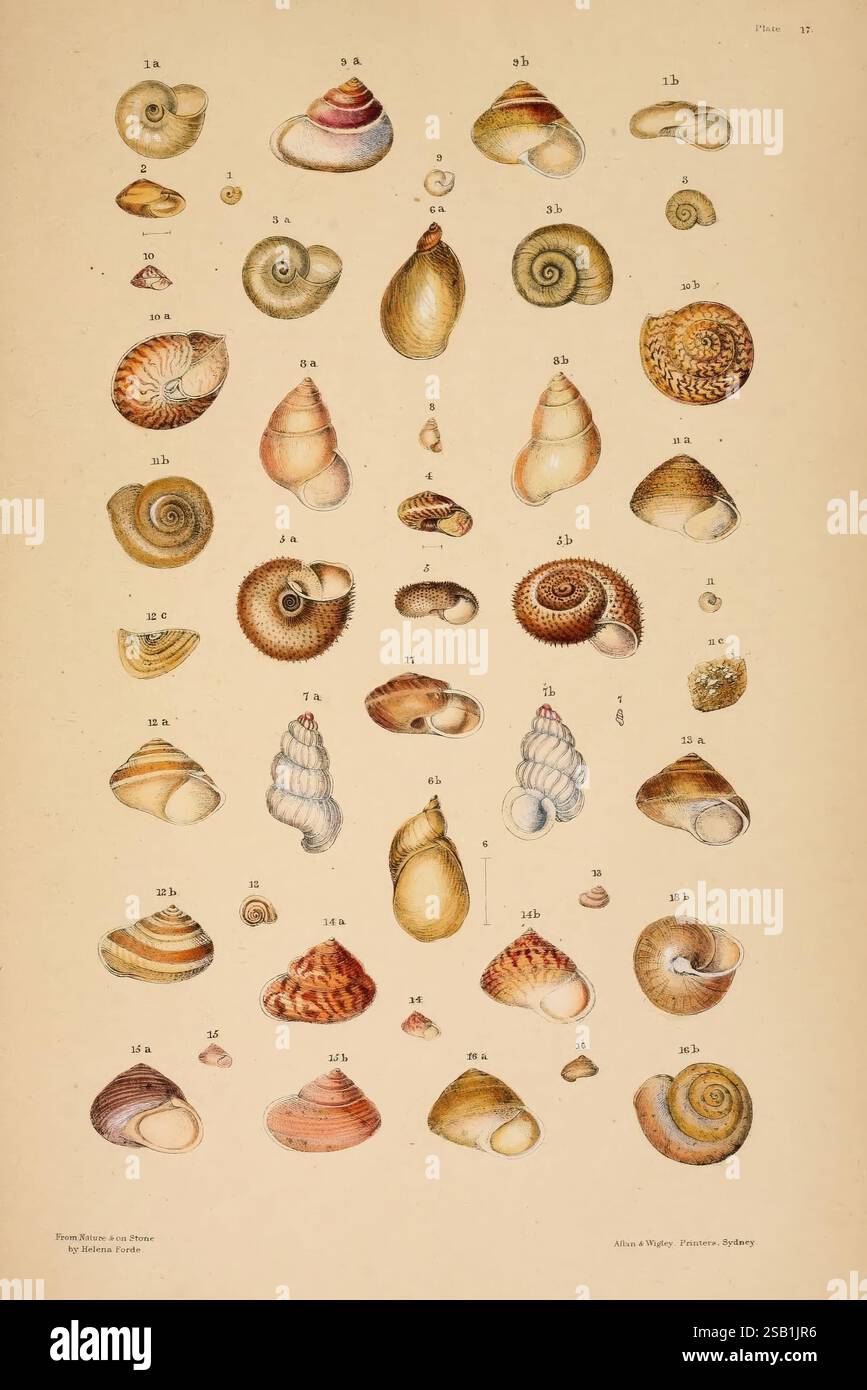 A monograph of Australian land shells, Sydney, W. Maddock, 1868 ...