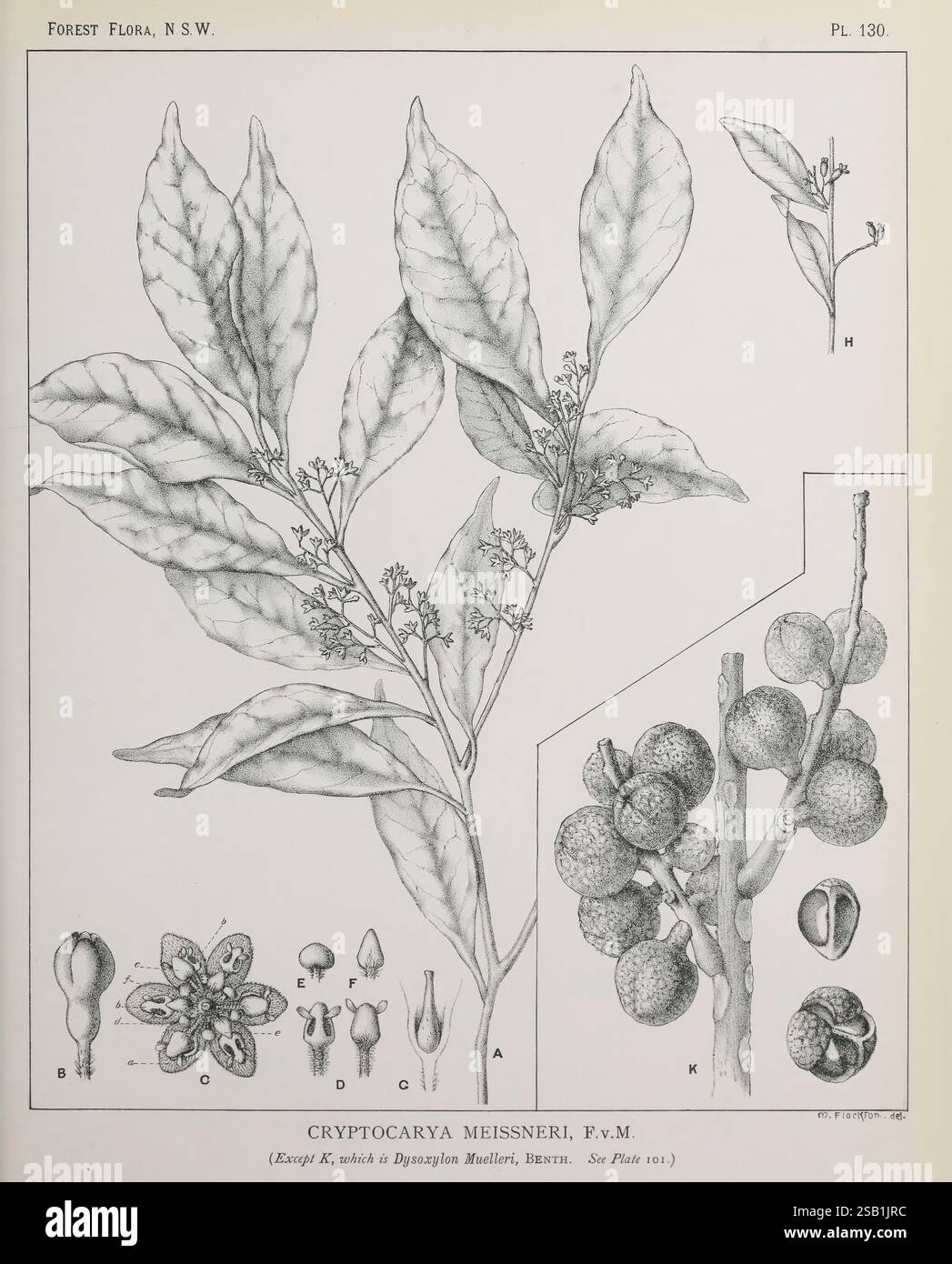 Main leaf structure displays elongated hi-res stock photography and ...