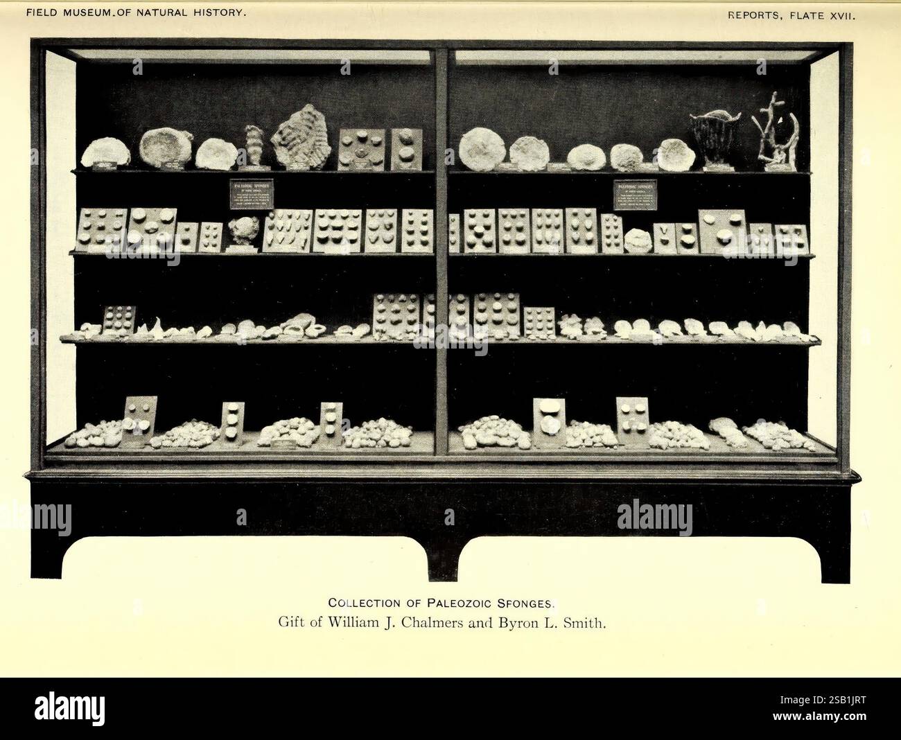 Various shaped specimens hi-res stock photography and images - Alamy