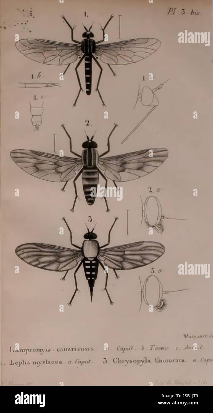 Diptères, exotiques, nouveaux, peu connus, Paris, Roret, 1838, Diptera ...