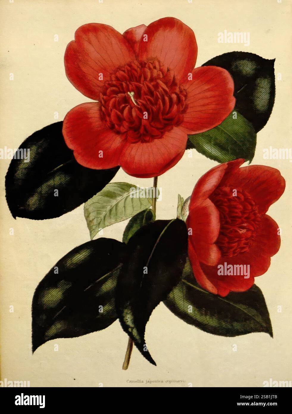 Two vibrant red camellia flowers hi-res stock photography and images ...
