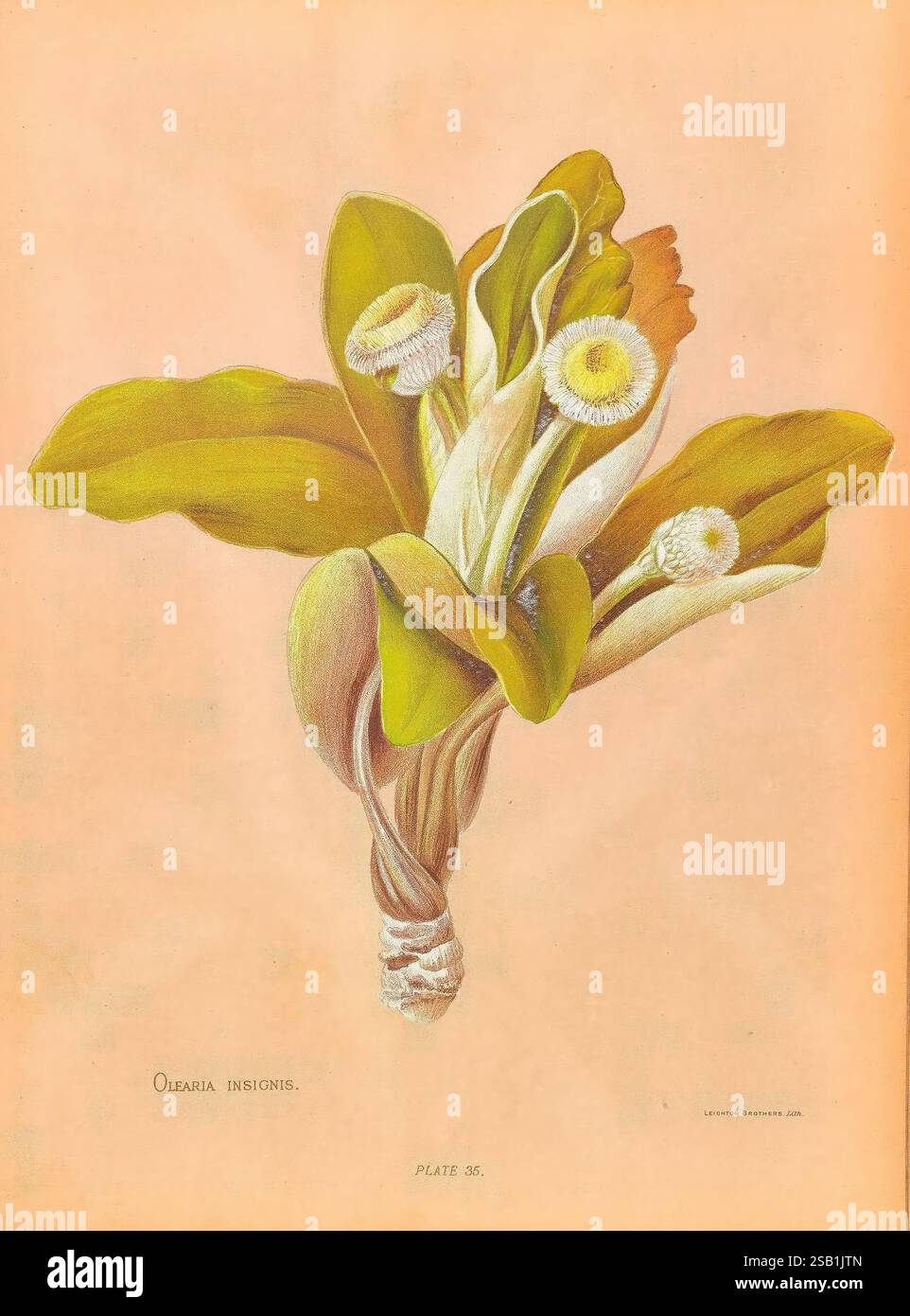 The native flowers of New Zealand. London, S. Low, Marston, Searle, and ...