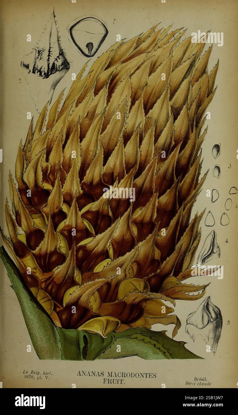 Ananas macrodontes hi-res stock photography and images - Alamy