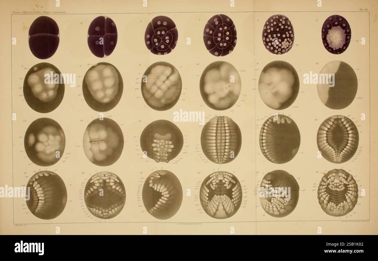 Early cleavage patterns hi-res stock photography and images - Alamy