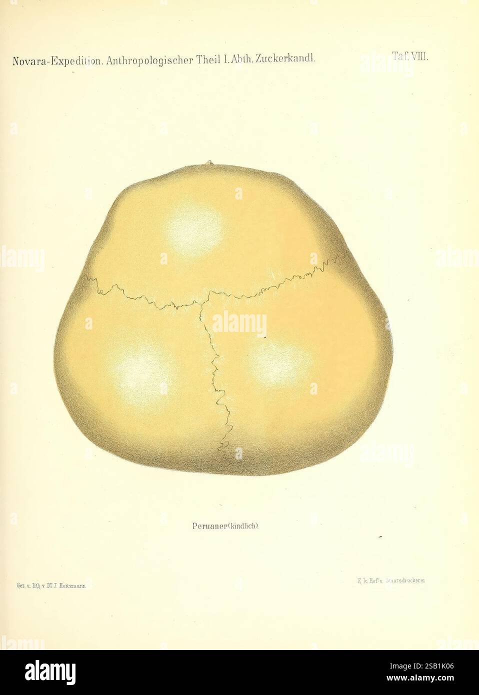 Anthropological specimen labeled hi-res stock photography and images ...