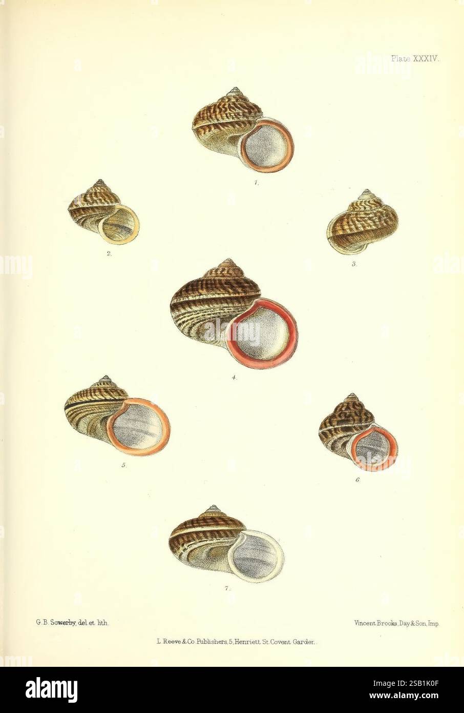 Conchologia Indica London L. Reeve & Co. 1876 India Mollusks Pictorial ...