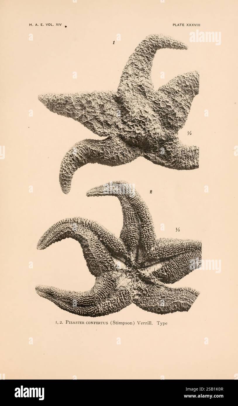 Starfishs morphology hi-res stock photography and images - Alamy