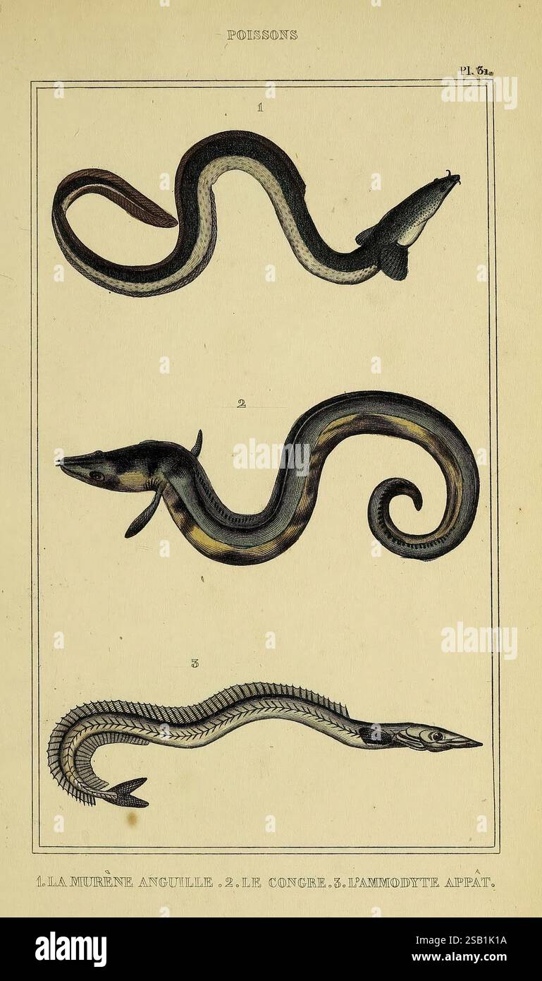 Oeuvres du comte de Lacépède Paris P. Duménil 1836 natural history ...