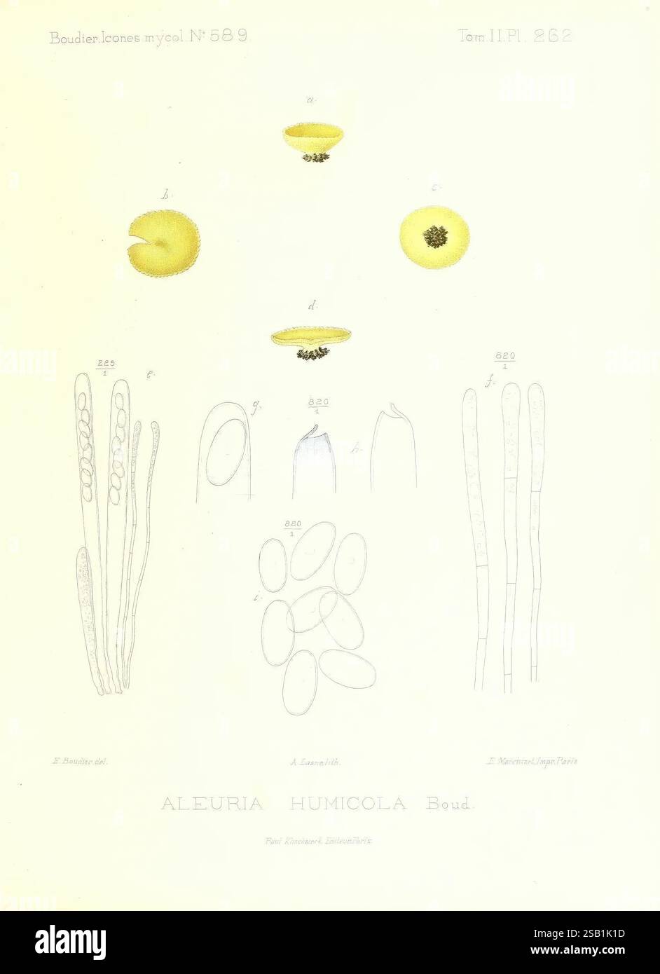 Icones mycologicæ, ou Iconographie des champignons de France ...