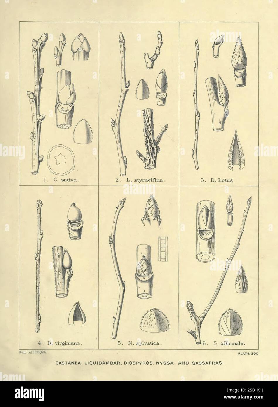 Different stages of bud formation hi-res stock photography and images ...