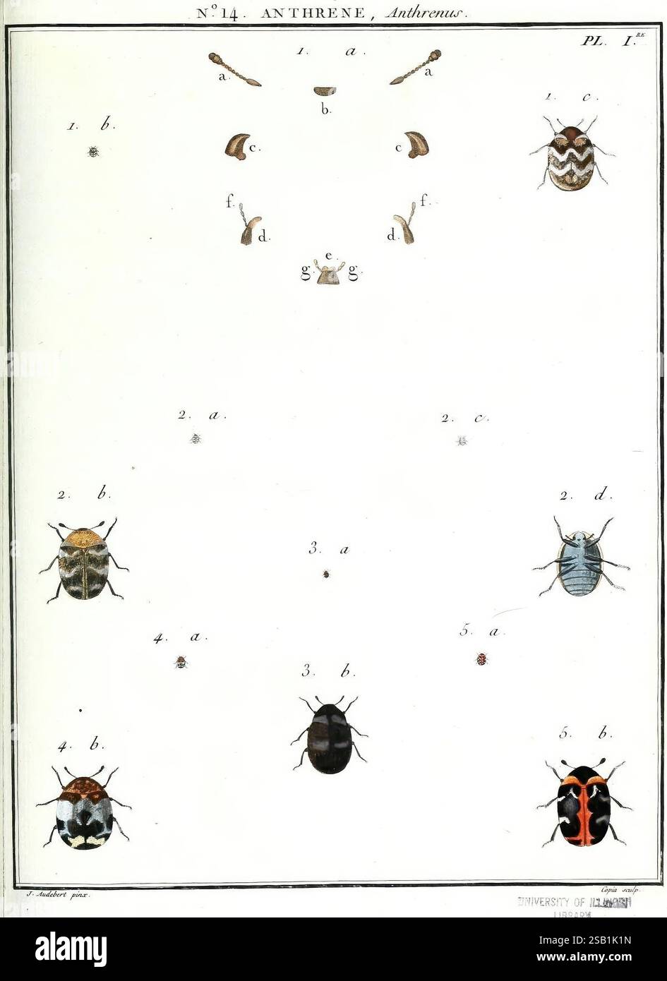 Entomologie ou Histoire naturelle des insectes Paris Imp. Baudouin 1789 ...