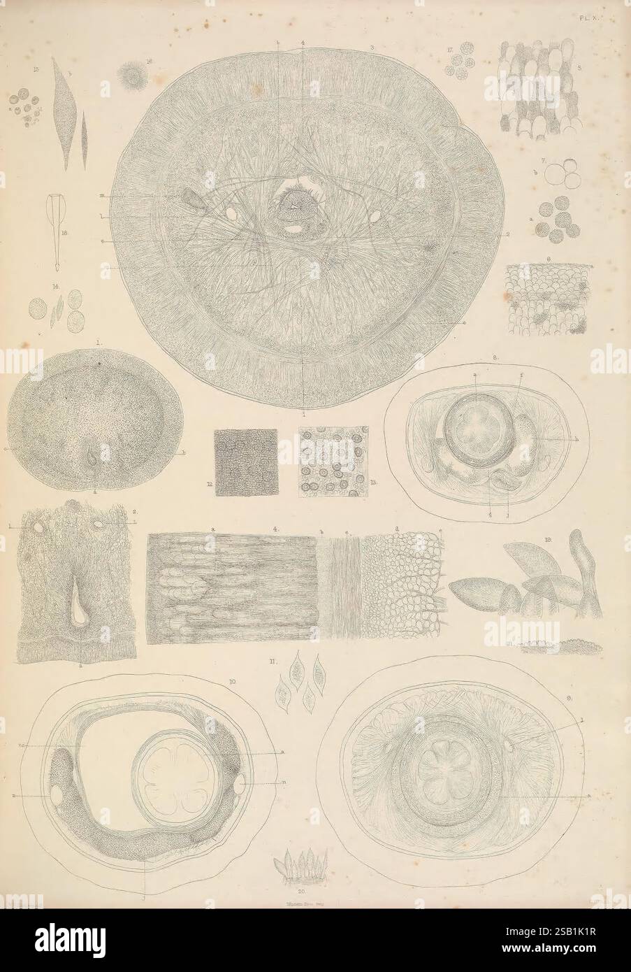 Complex internal organization hi-res stock photography and images - Alamy