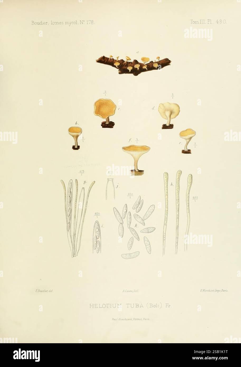 Intricate forms resemble fungal reproductive structures hi-res stock ...