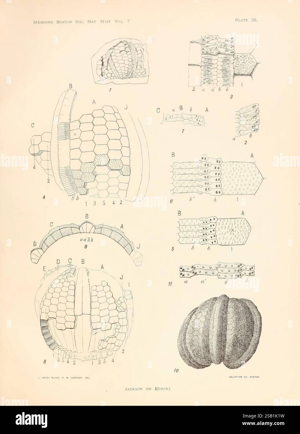 Phylogeny of the Echini, Boston, The Society, 1912, paleontology ...
