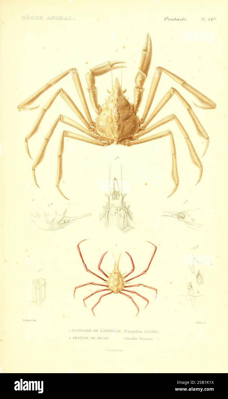 Le règne animal distribué d'après son organisation Paris Fortin Masson ...